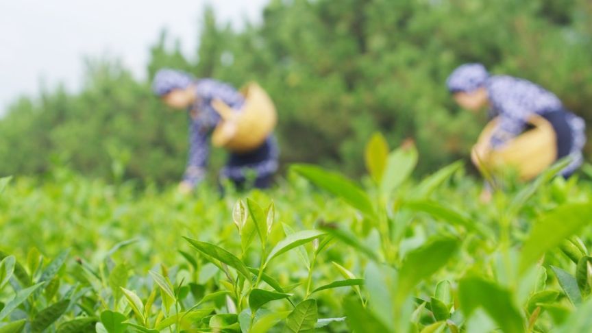 绿茶在茶农手里竟然用处这么多?真是太神奇了,受用一辈子