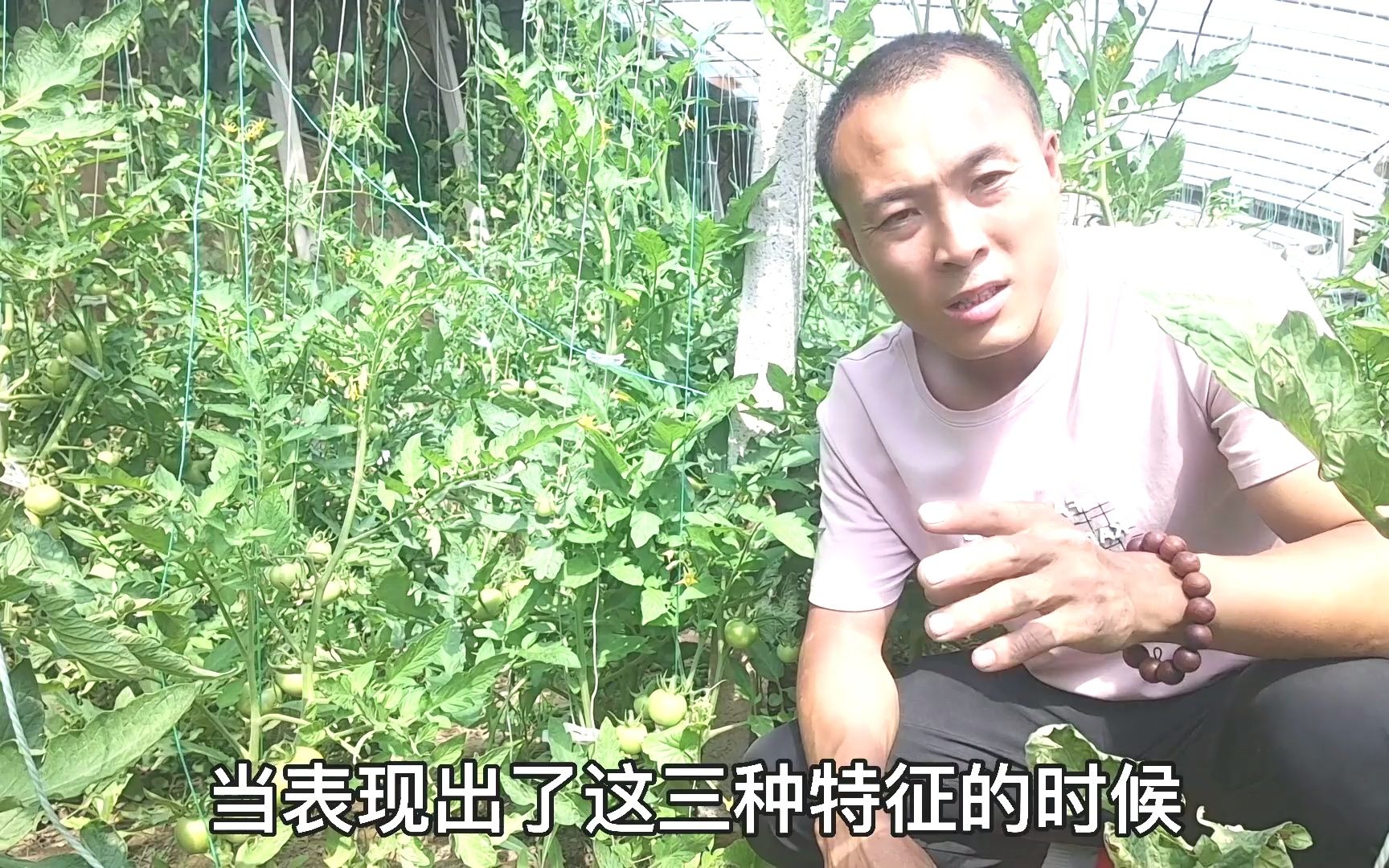 番茄只开花不结果不要怕,在植株上这样掐一下,果子多的摘不完
