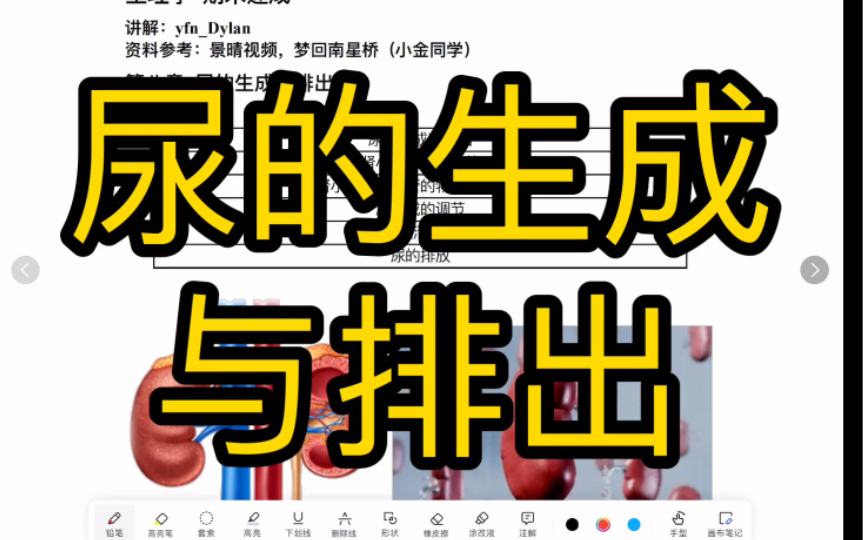 尿的生成与排出(肾小球滤过,肾小管重吸收等)【生理学期末速成9】