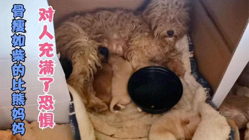 一只骨瘦如柴的比熊狗,被人给欧打了,对人充满了恐惧,太狠了。