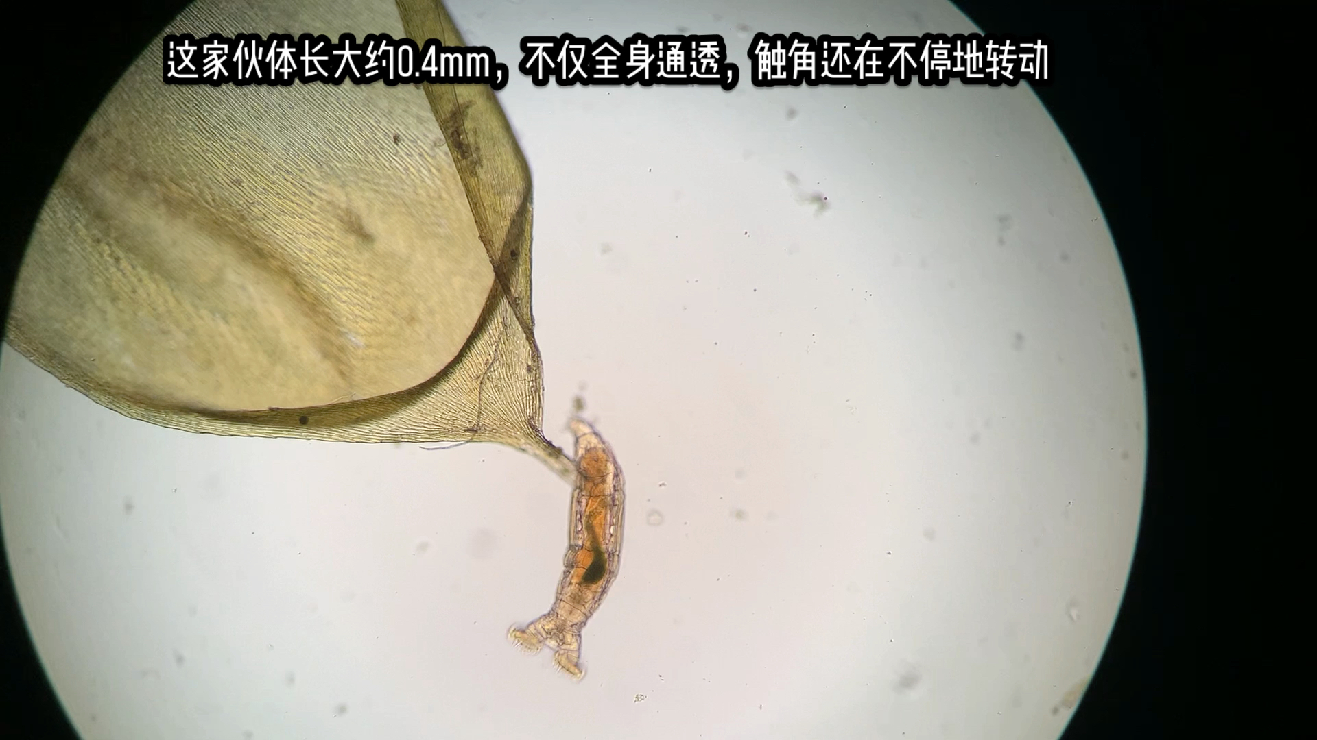 显微镜下的未知生物…