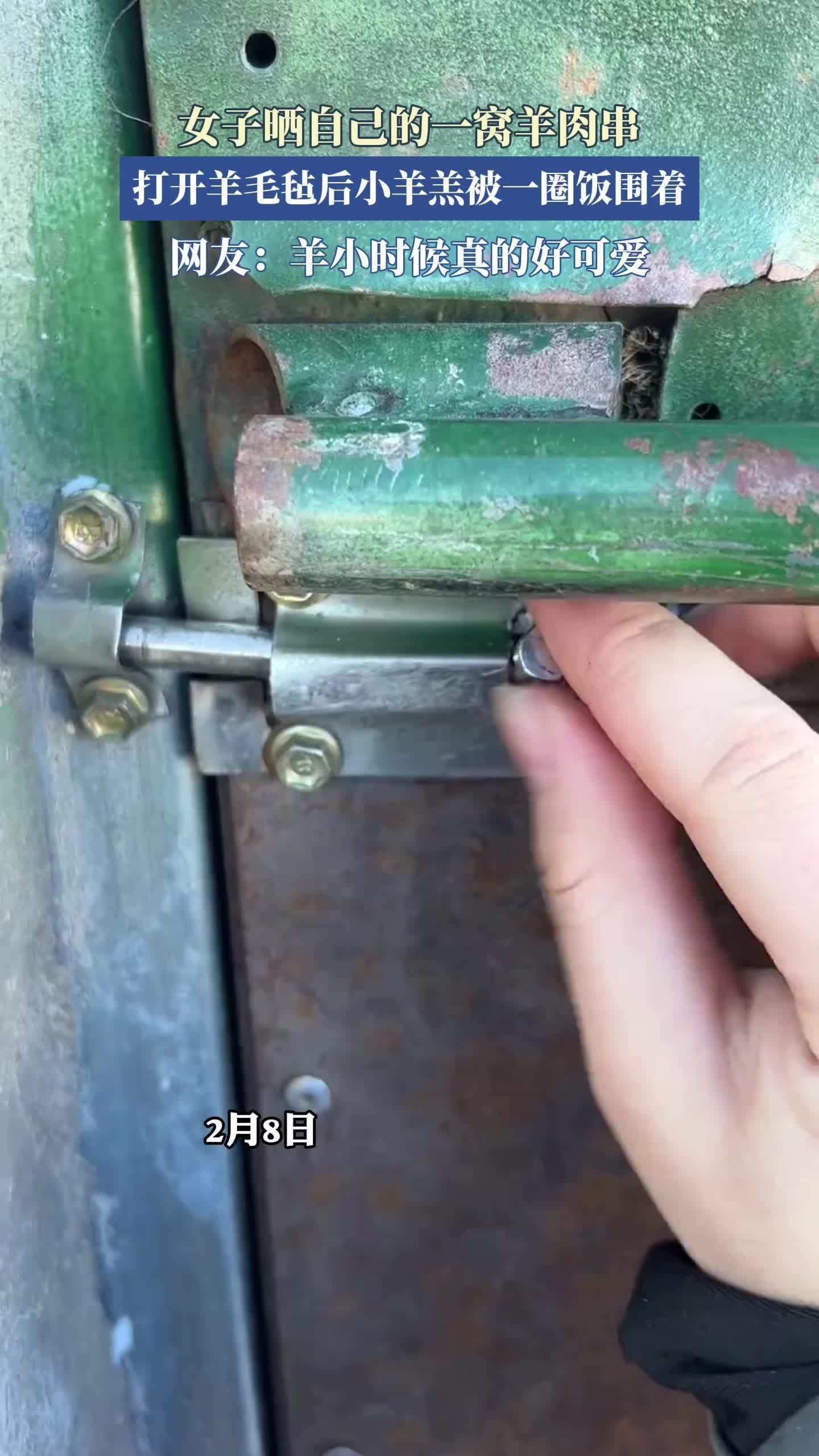 女子晒自己的一窝羊肉串,打开羊毛毡后小羊羔被一圈饭围着。