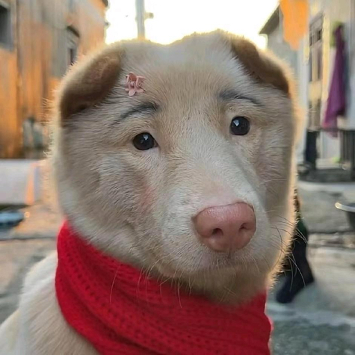 外贸柚先生 
