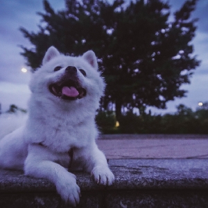 Choumiy 