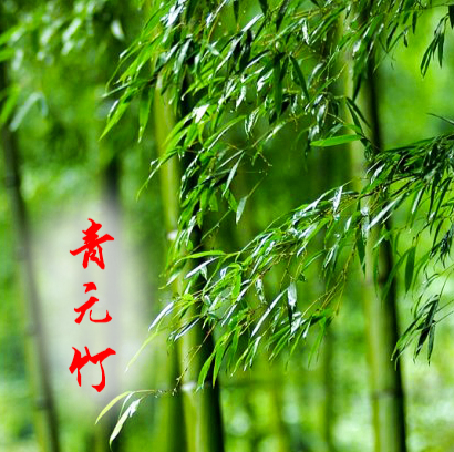 青元竹 