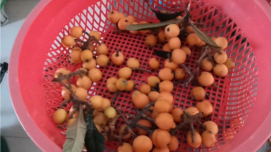 枇杷加冰糖放到锅里熬,原来枇杷膏就是这样制作的 真简单