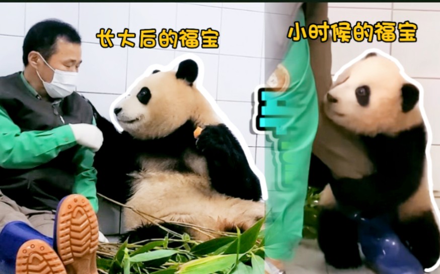 国宝大熊猫福宝&爱宝华妮&乐宝园欣一家三熊还有姜爷爷的幸福生活...