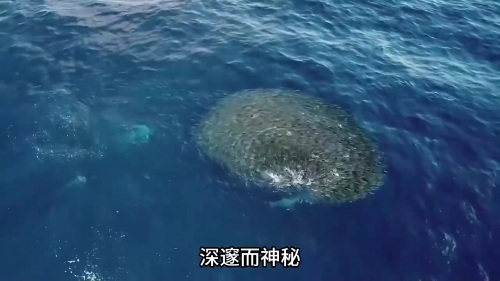 动物世界:深入海底,揭秘神秘生物,刷新对地球的认知