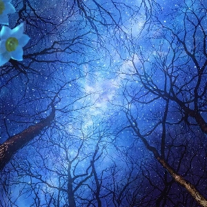 尚未坠落的六等星 