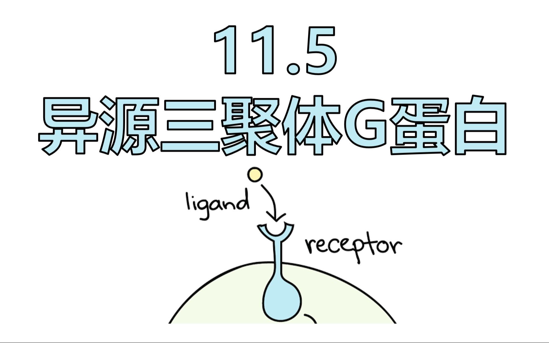 【细胞生物学】11.5 异源三聚体G蛋白