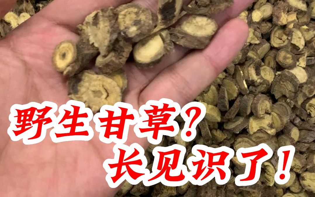 野生甘草?长见识了!