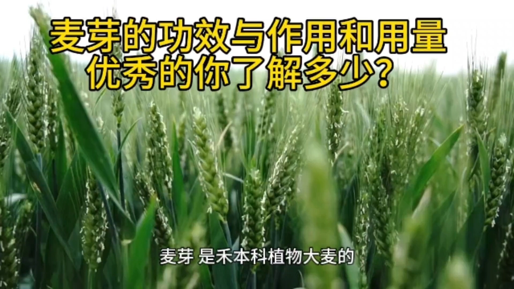 麦芽的功效与作用和用量优秀的你了解多少?