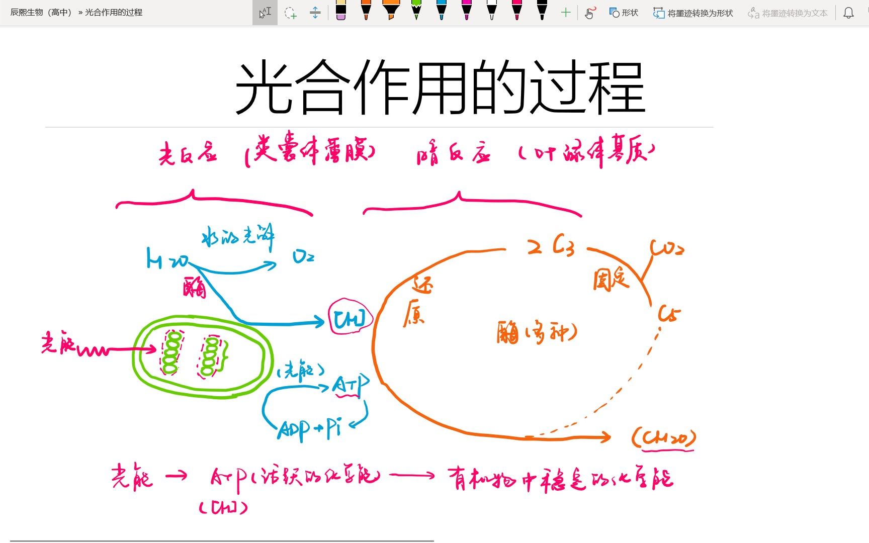 【高中生物】必修一|光合作用的过程