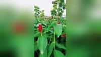 株洲茶陵雅帆苗木花卉乔木灌木水生植物园林景观绿化工程苗木基地...