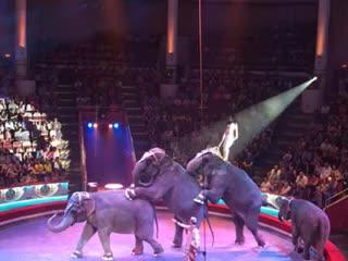 发点好玩的,弄点赞!大象杂技表演…