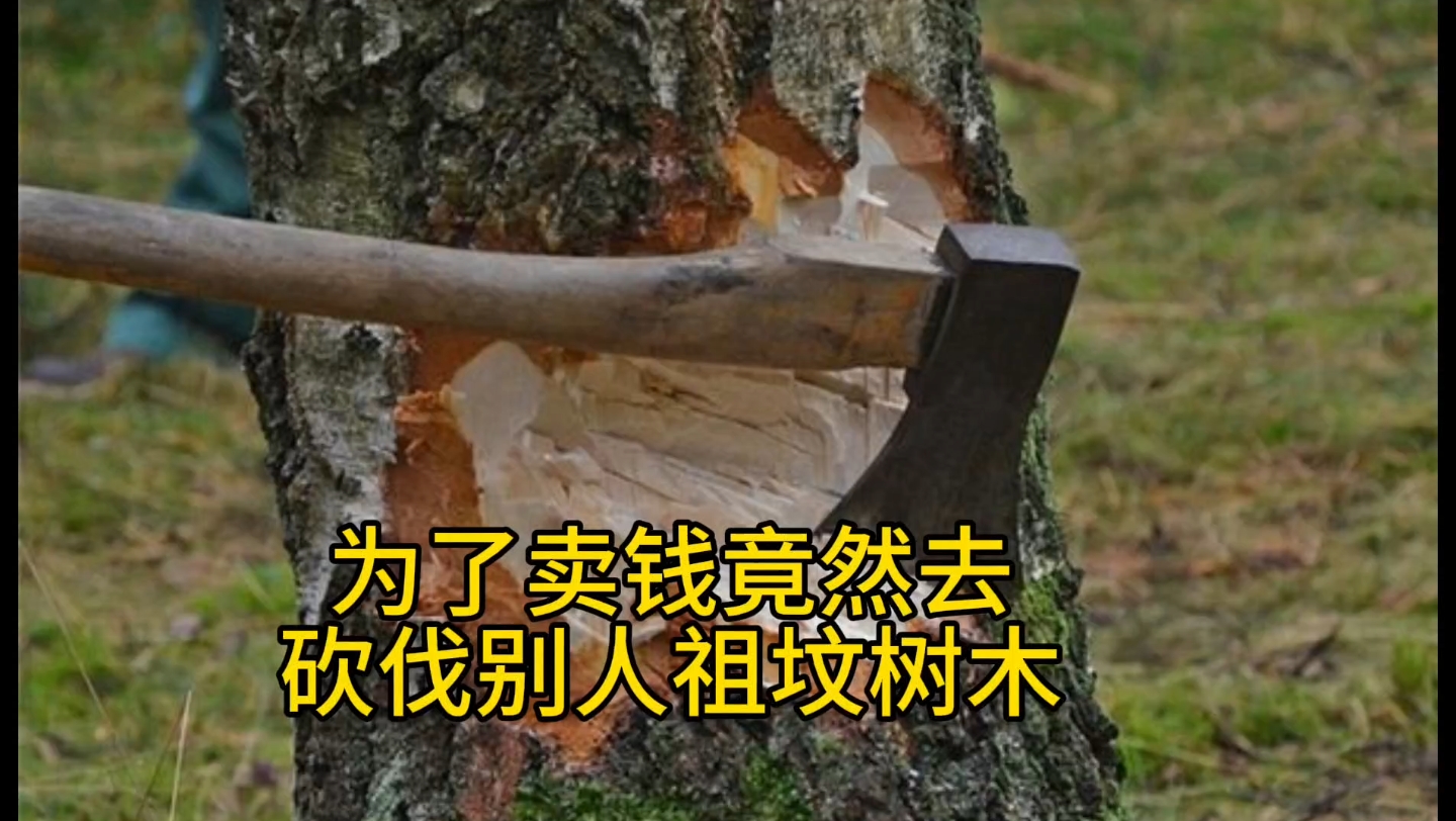 女子哭诉祖坟树木被砍伐