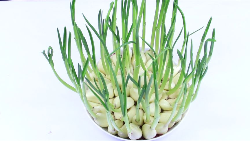 今天才知道,水培大蒜如此简单,只需一个浅盘,就能吃到新鲜蒜苗