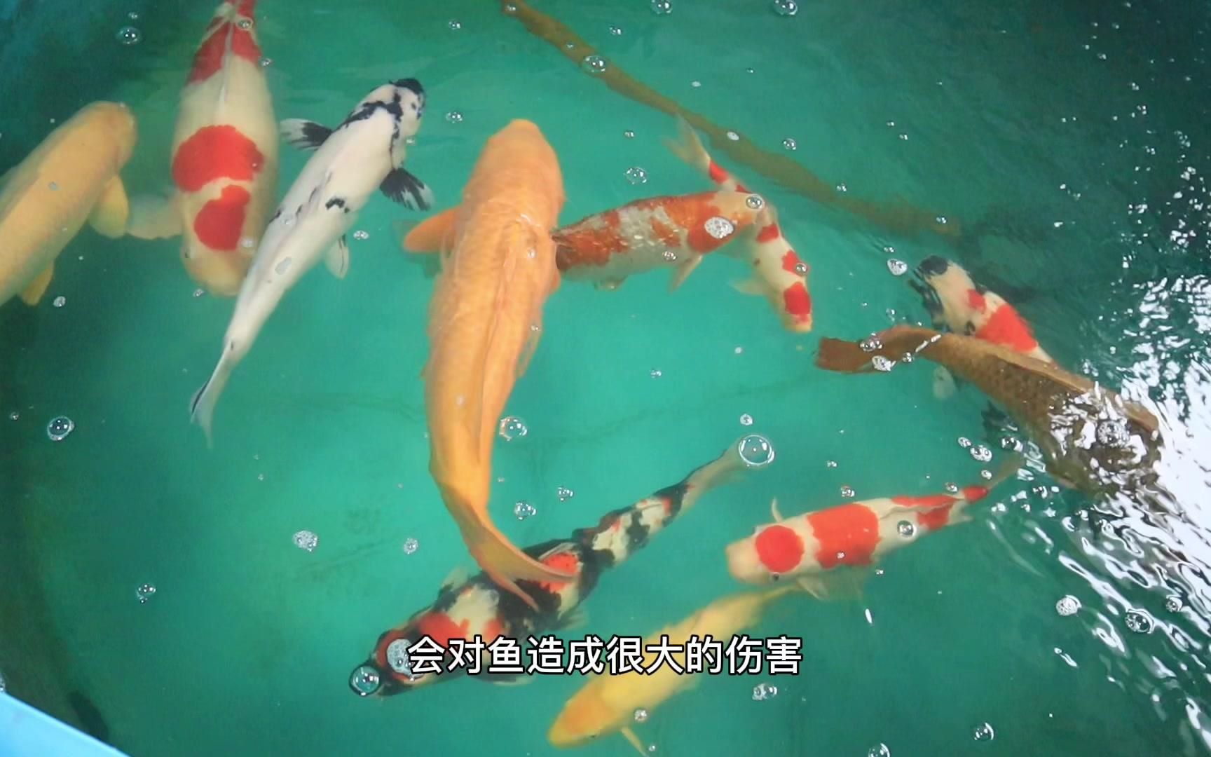 锦鲤鱼杀菌杀虫最佳温度以及注意事项,养鱼的朋友来看看