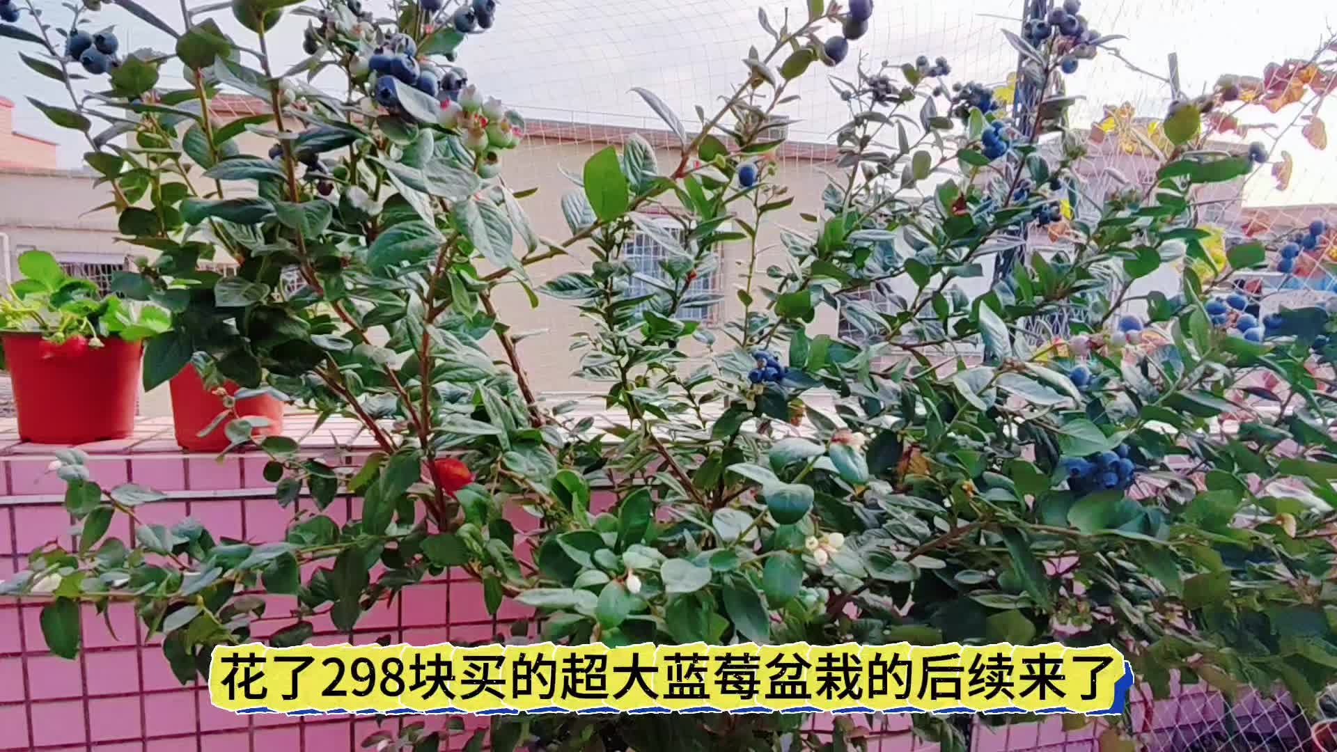 花了298块买的超大蓝莓盆栽后续#记录我的种植生活 #阳台种植 #蓝莓 ...