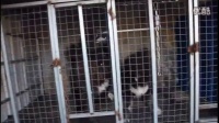 斗狗斗犬视频 土狗斗狗打斗视频