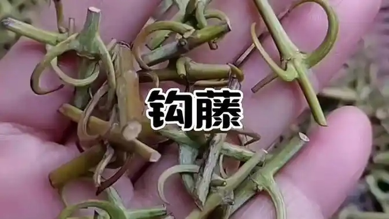 好东西"钩藤",你的家乡有吗认识一下!