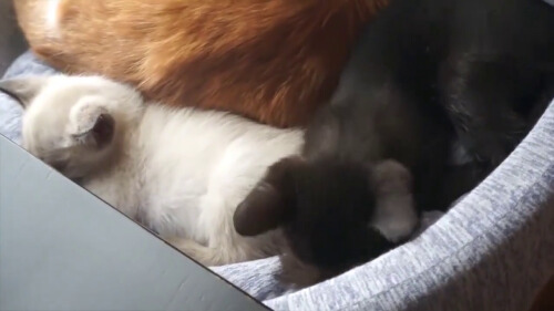 小奶猫正在睡觉,同伴拿它的尾巴玩,醒来靠向妈妈又睡了,心真大