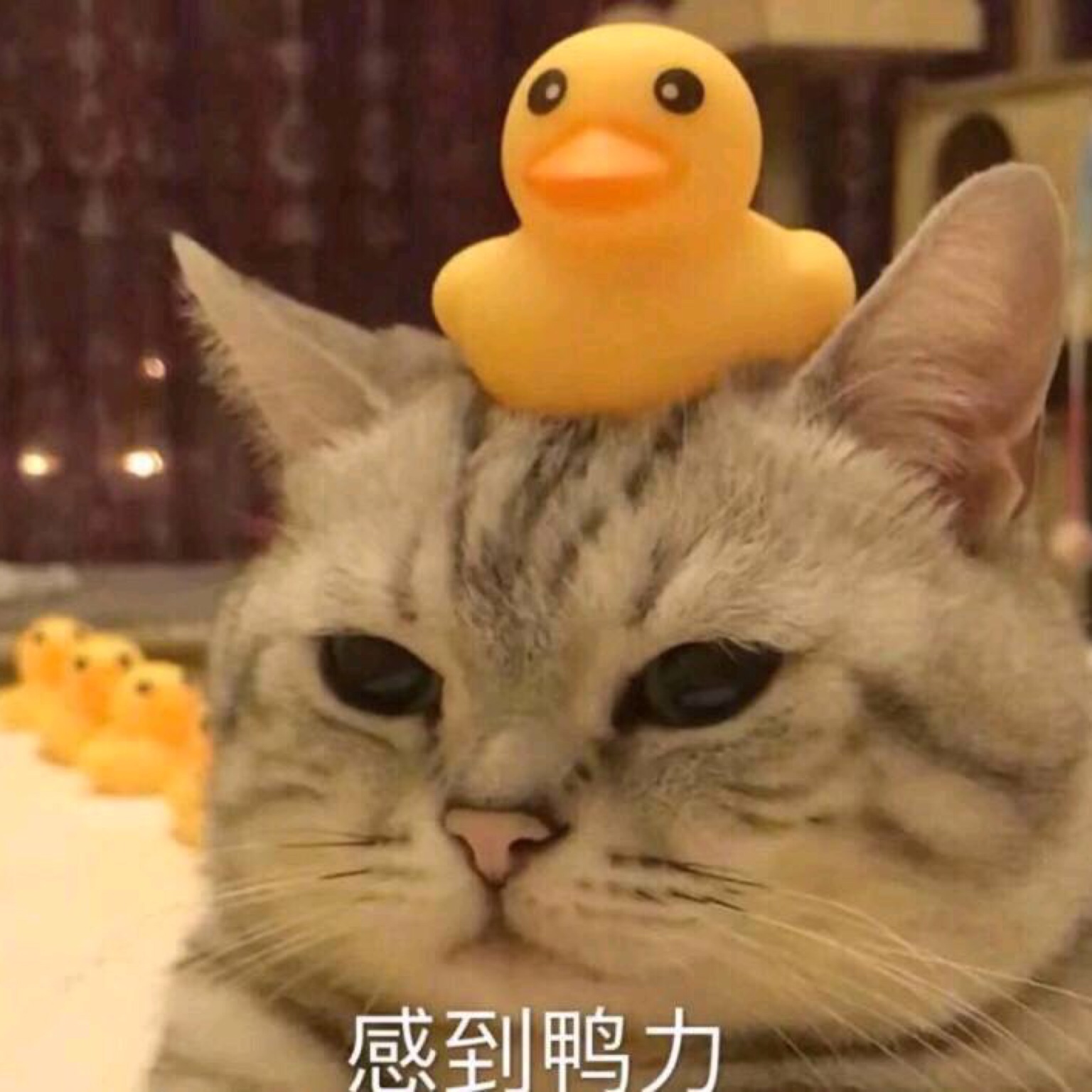 我住B站 