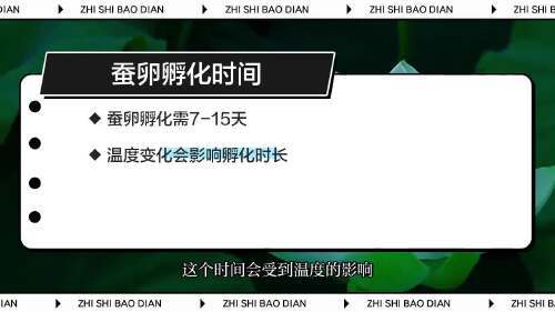从卵到蚕,揭秘蚕宝宝孵化全过程,仅需这个时间!