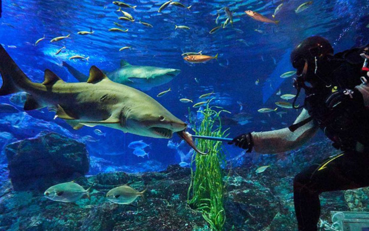 鲨鱼饿了怎么办?作死老外测试它的游行速度,这结果把我惊着了