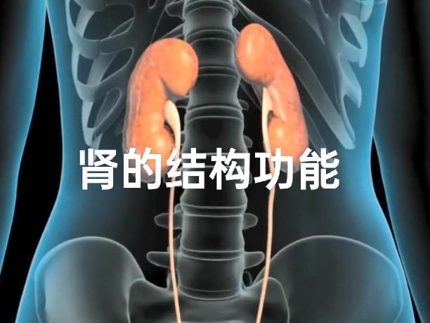 3D医学动画为你演示肾脏的结构和功能。
