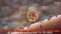 【生命科学系列】病毒感染过程 3D医学动画
