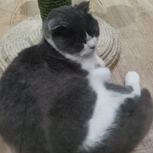 厷长木每 