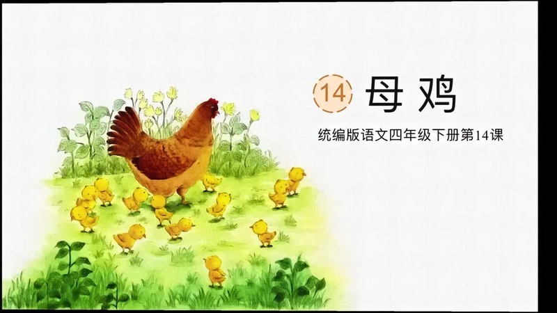 母鸡公开课 小学语文 母鸡公开课 母鸡 母鸡叫声