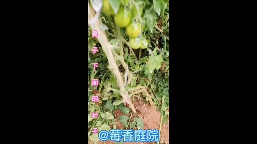 儿子学校放假第一天让他来体验一下果实的生长过程