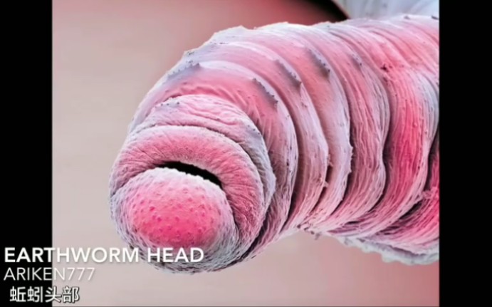 【3D演示】蚯蚓头部等80张电子显微镜下照片