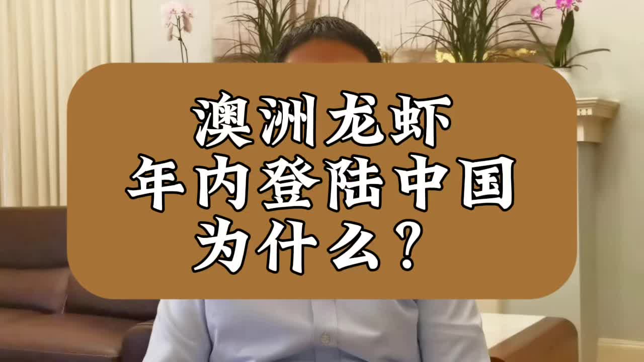 澳洲龙虾,年内登陆中国,为什么? #澳洲生活#澳洲土地#澳洲房产#墨尔本