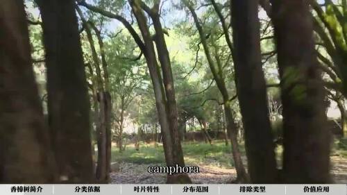 香樟树竟是城市隐形守护者?揭秘它不为人知的植被身份!