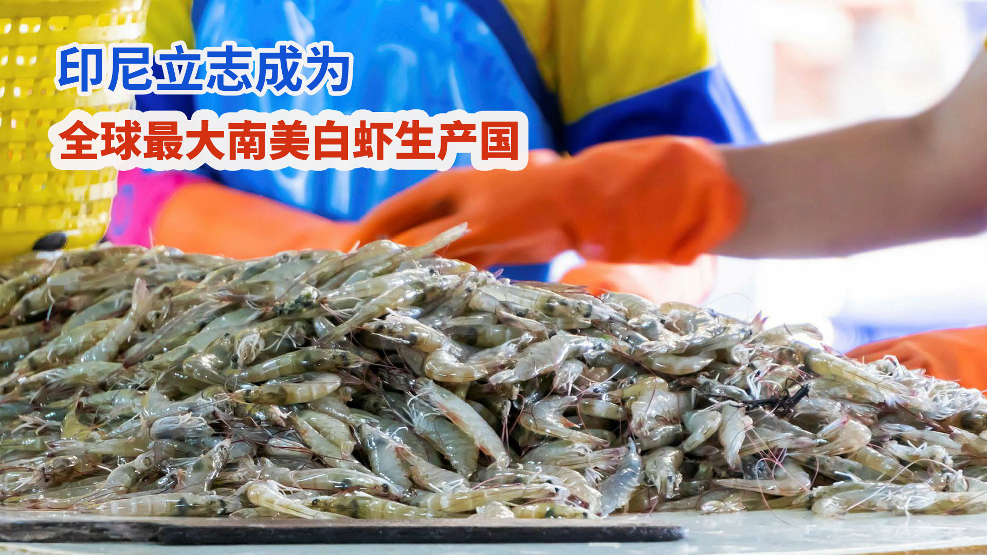 印尼立志成为全球最大南美白虾生产国,目标取代中国和厄瓜多尔