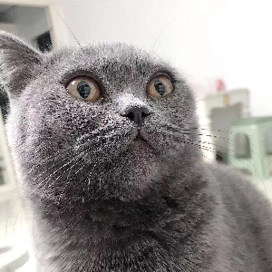 火狼lifei 