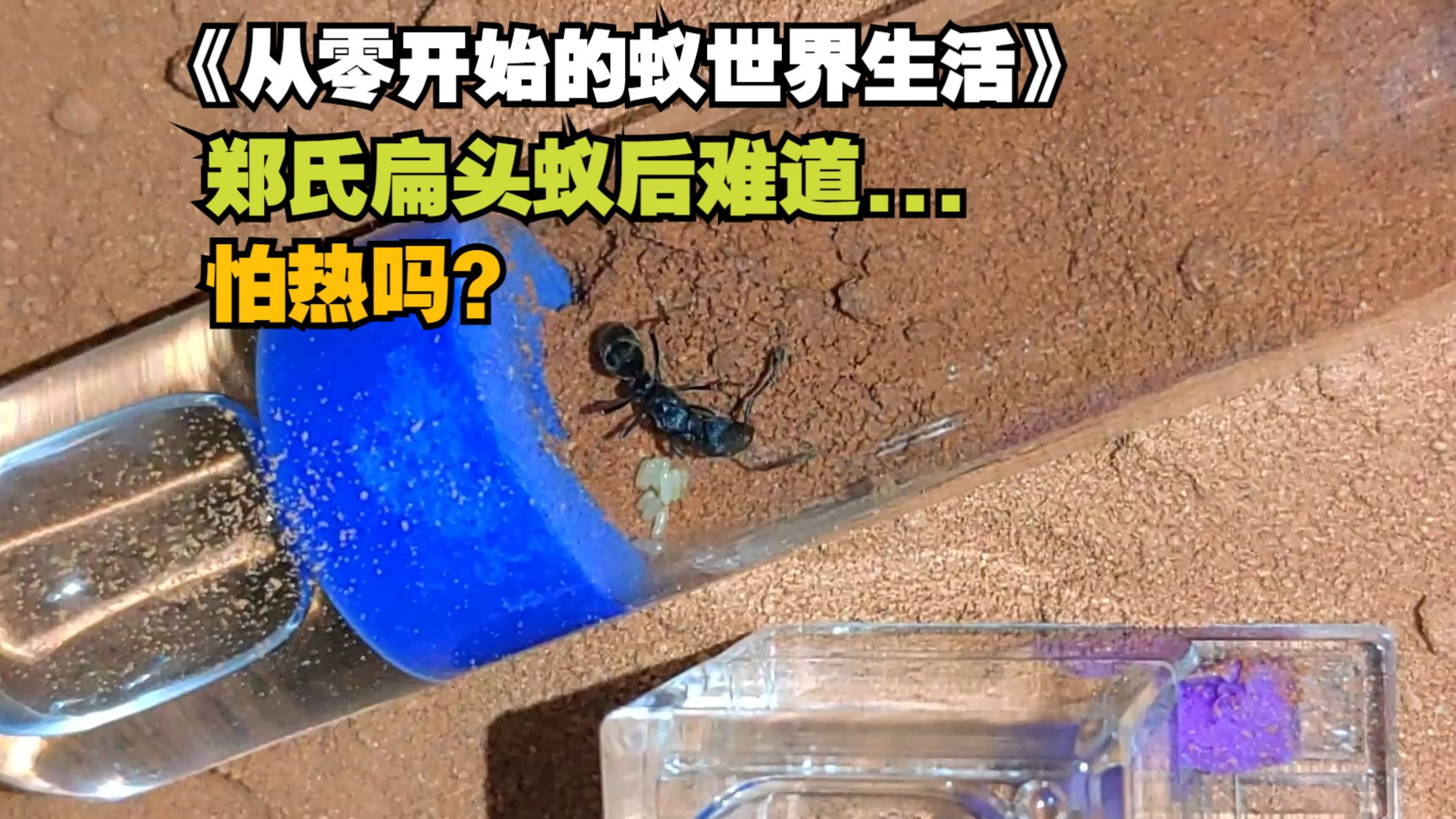 2024年7月养蚁记录上