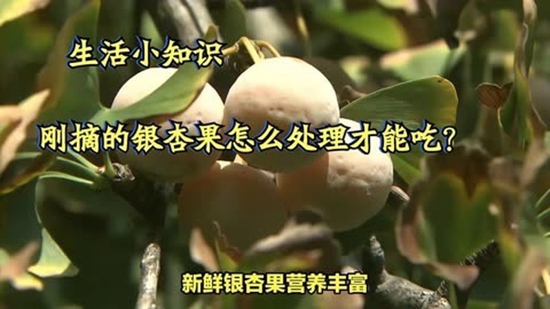 刚摘的银杏果怎么处理才能吃从处理到食用,一次掌握!