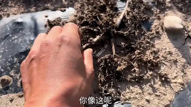 中药材当归涨价不是商人炒作,百亩当归60亩几乎旱死