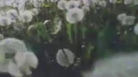 蒲公英种子的传播视频
