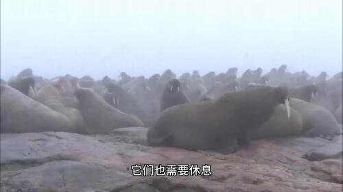 残酷的北极生态,追寻海象的北极熊,冰面下的狩猎和生存