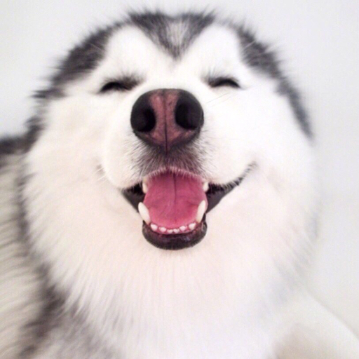 爱吃西瓜的阳哥 