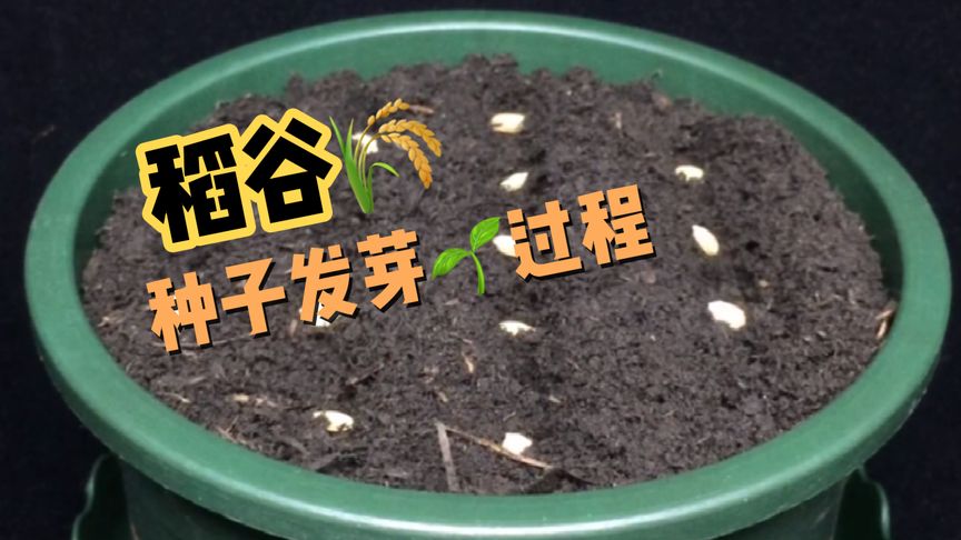 稻谷水稻ߌ�种子发芽生长过程