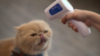 日本研究发现新冠病毒出现猫传猫,专家提醒“不要让猫出门”