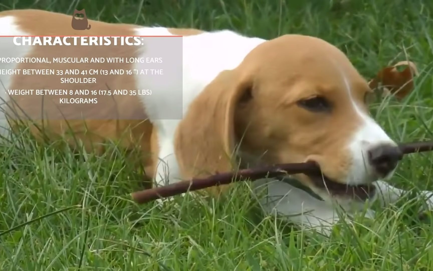 比格犬的历史、特点介绍