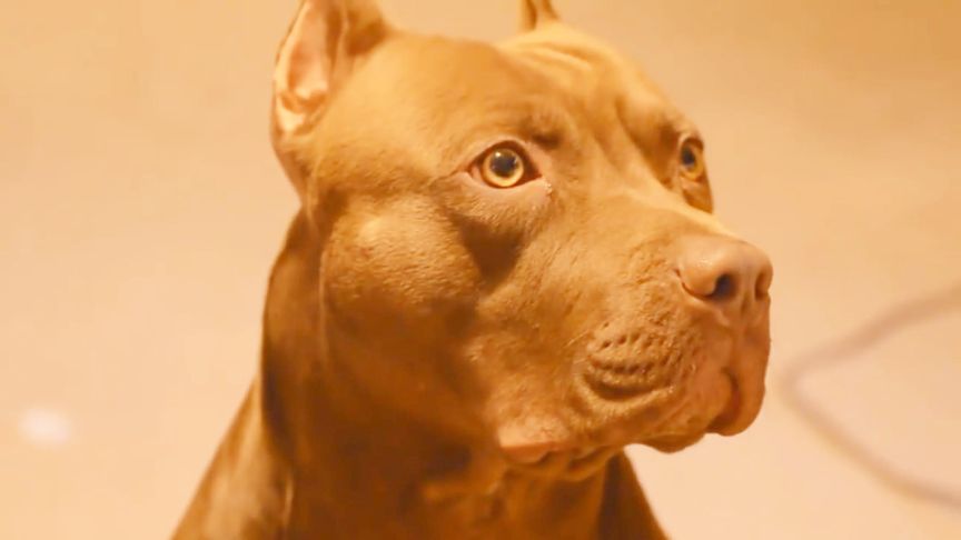 全球十大猛犬排名,藏獒前三都进不了,第一名堪称斗犬战神