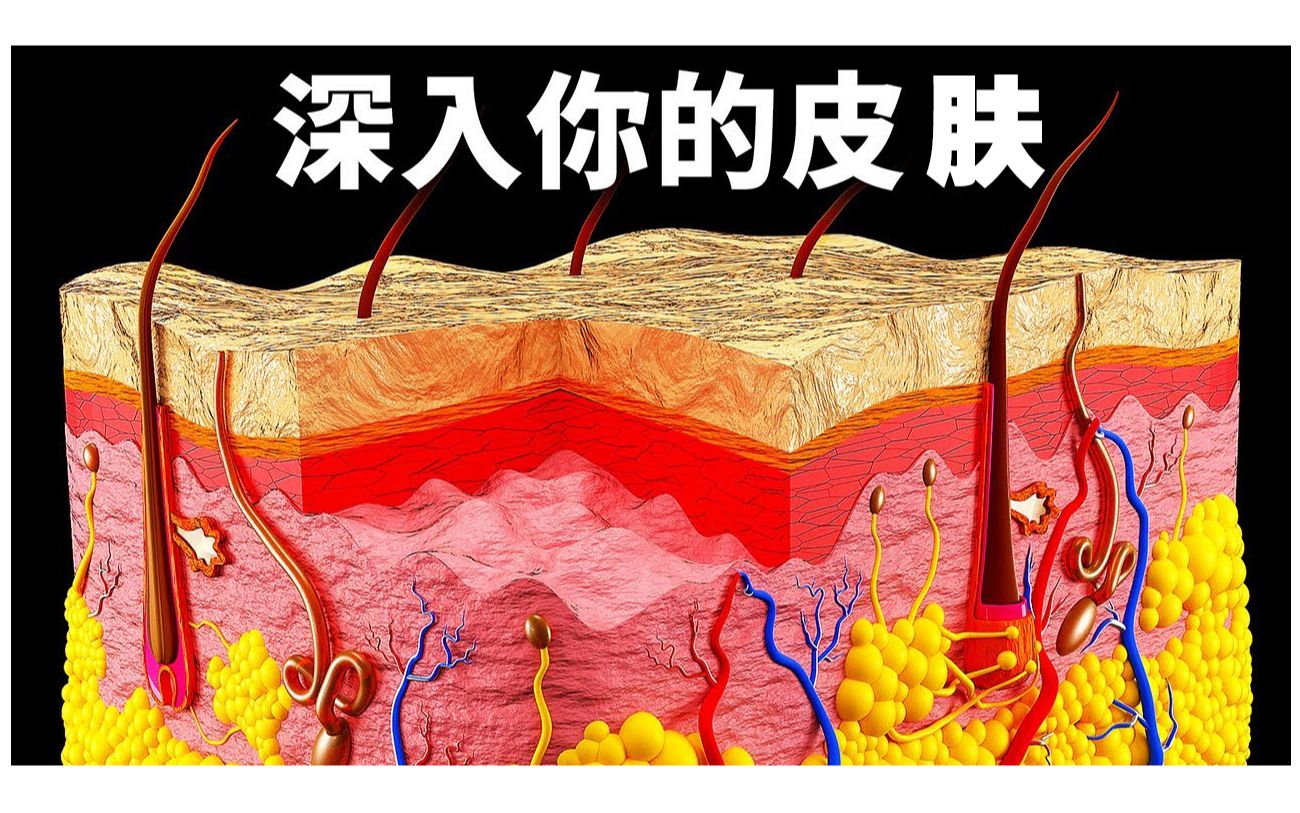 美肤护肤第一步,我们要知道皮肤的组织结构